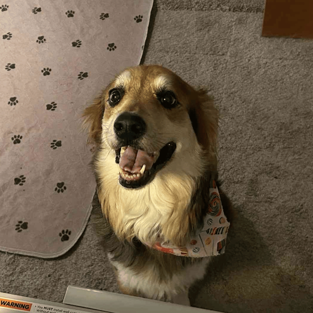 Our Story | Why We Brew Coffee to Help Rescue Dogs – Toasty Dog Coffee