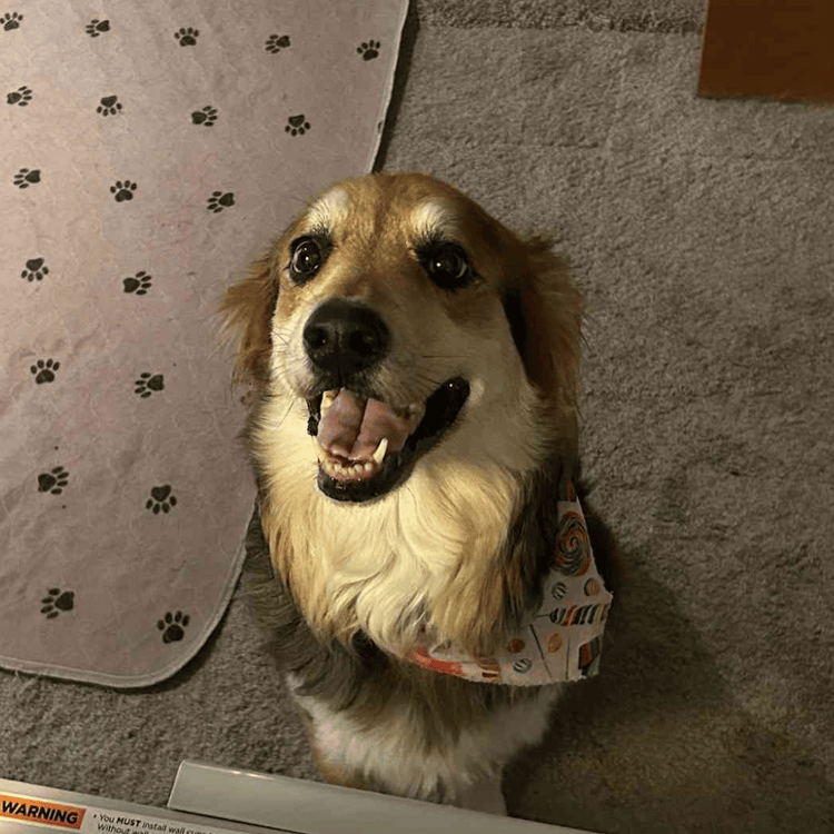 Our Story | Why We Brew Coffee to Help Rescue Dogs – Toasty Dog Coffee