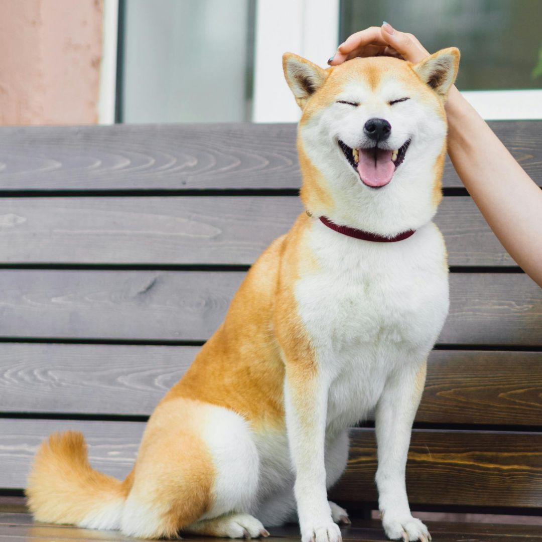 About Us – Toasty Dog Coffee