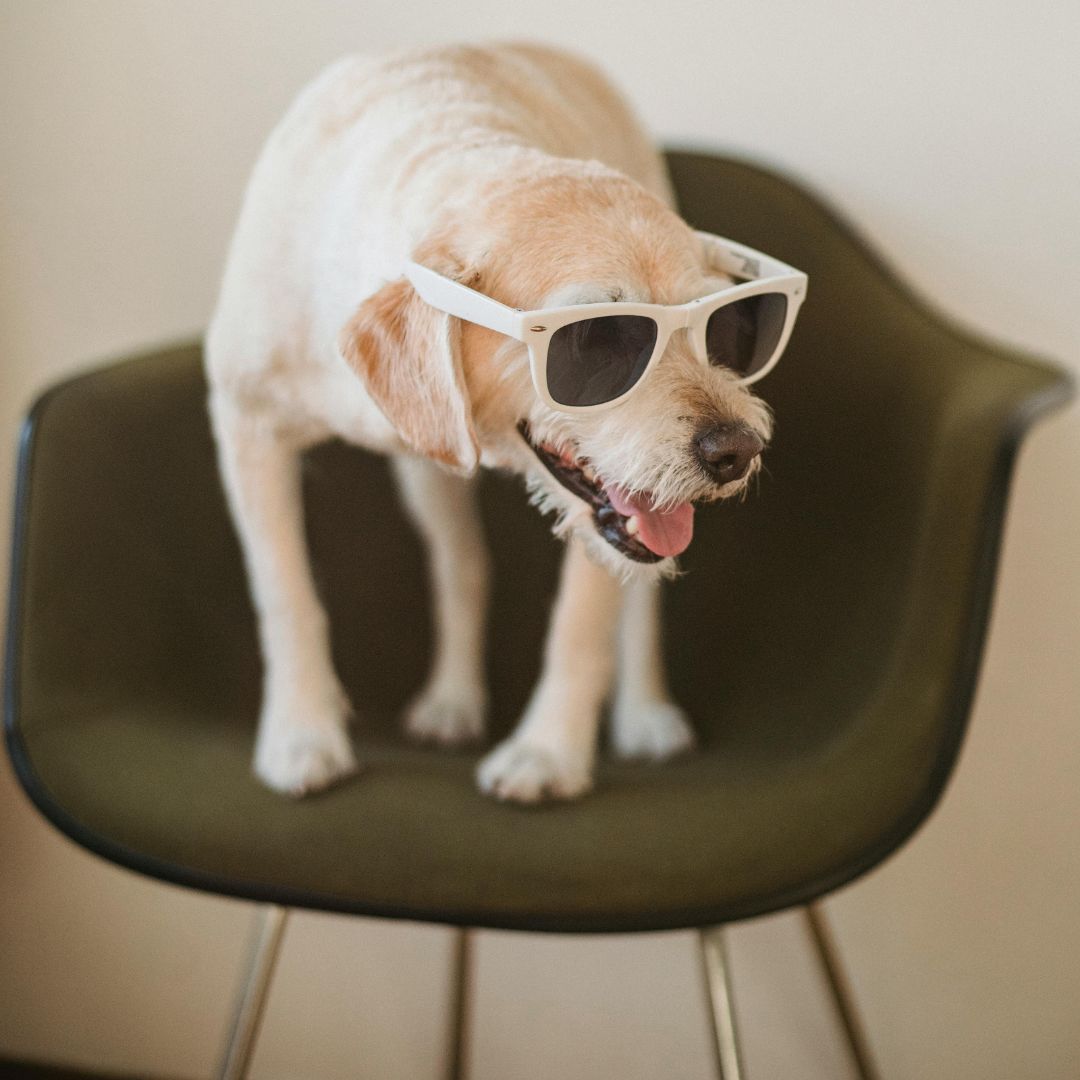 About Us – Toasty Dog Coffee